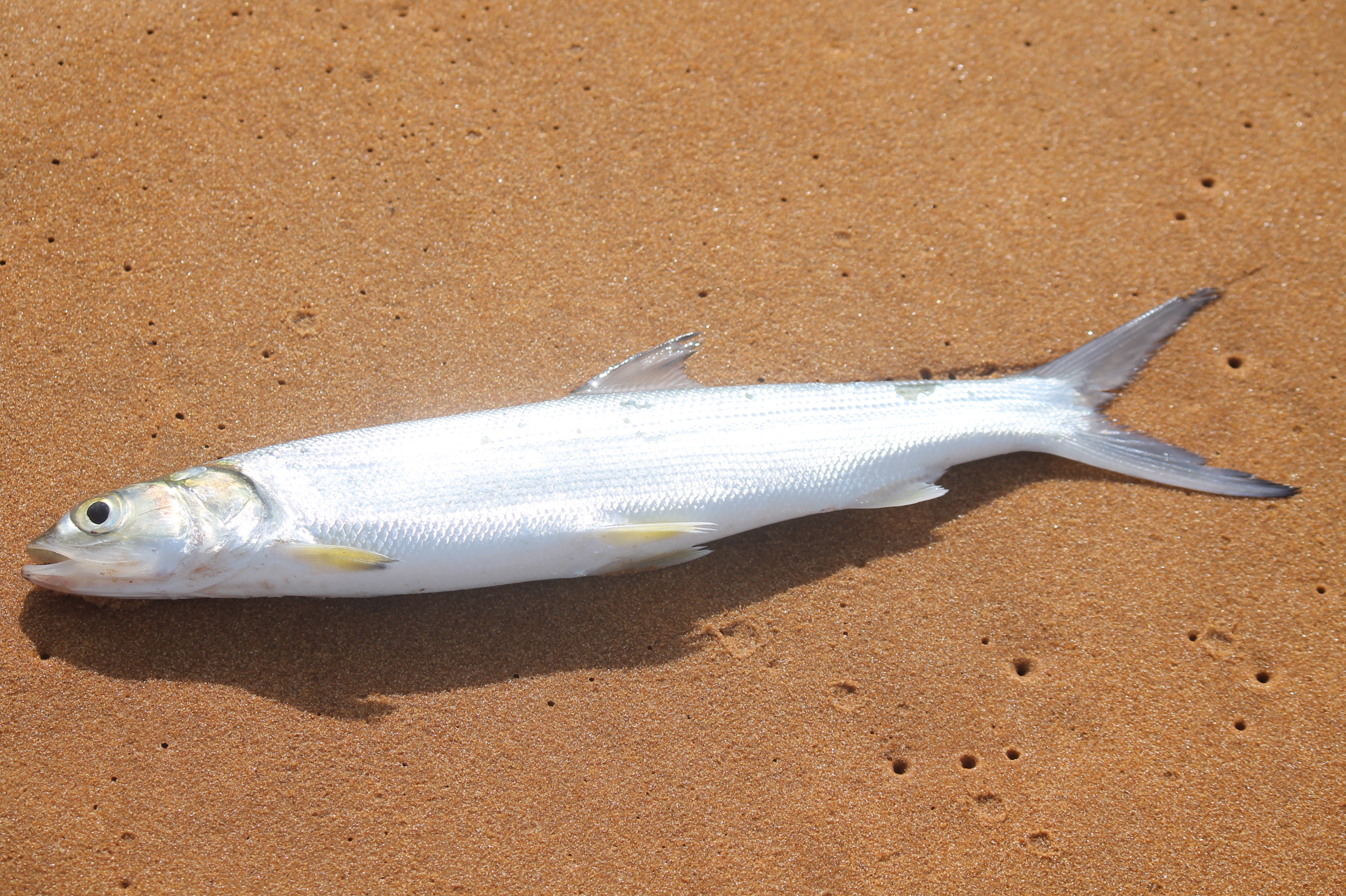 Fishes of Thiruvananthapuram Coast | Sahapedia