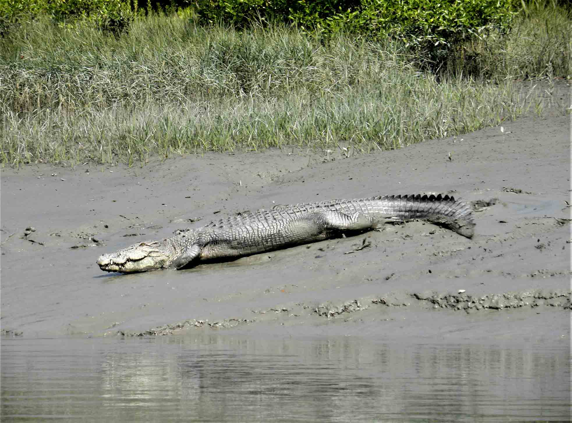 Flora and Fauna of Sundarbans | Sahapedia