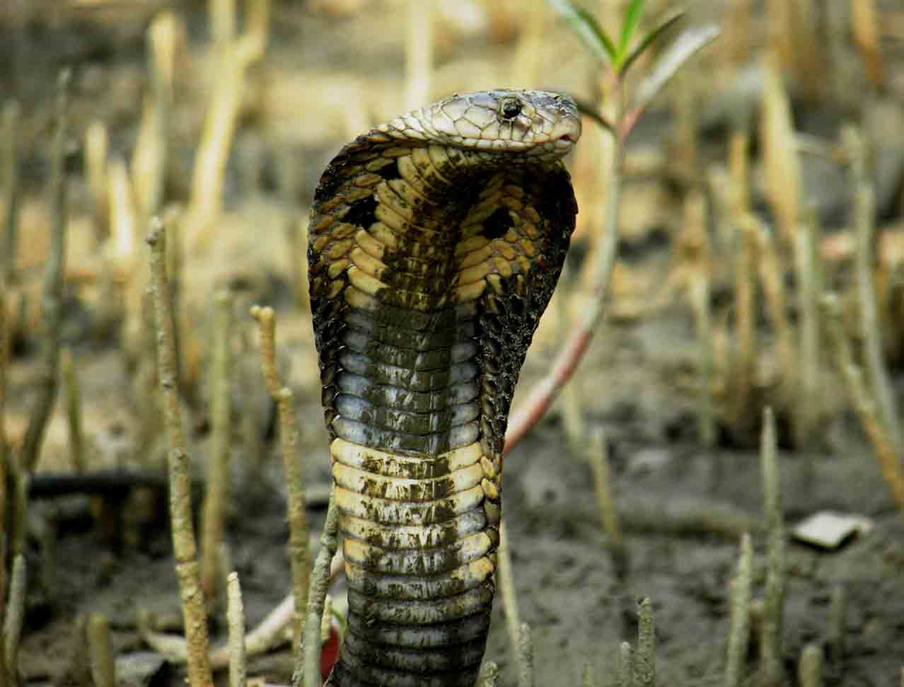 Flora and Fauna of Sundarbans | Sahapedia