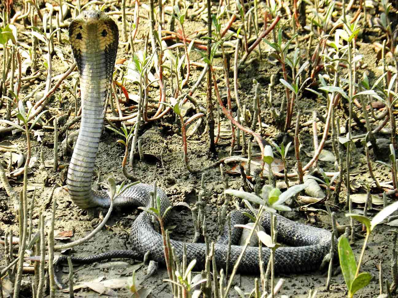 Flora and Fauna of Sundarbans | Sahapedia