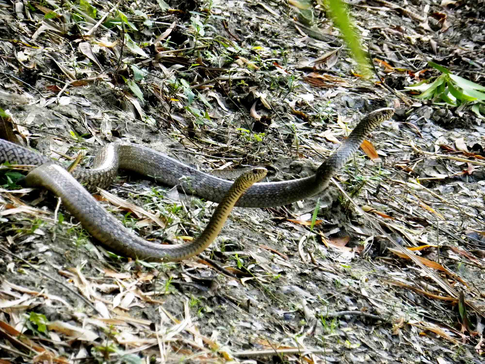 Flora and Fauna of Sundarbans | Sahapedia