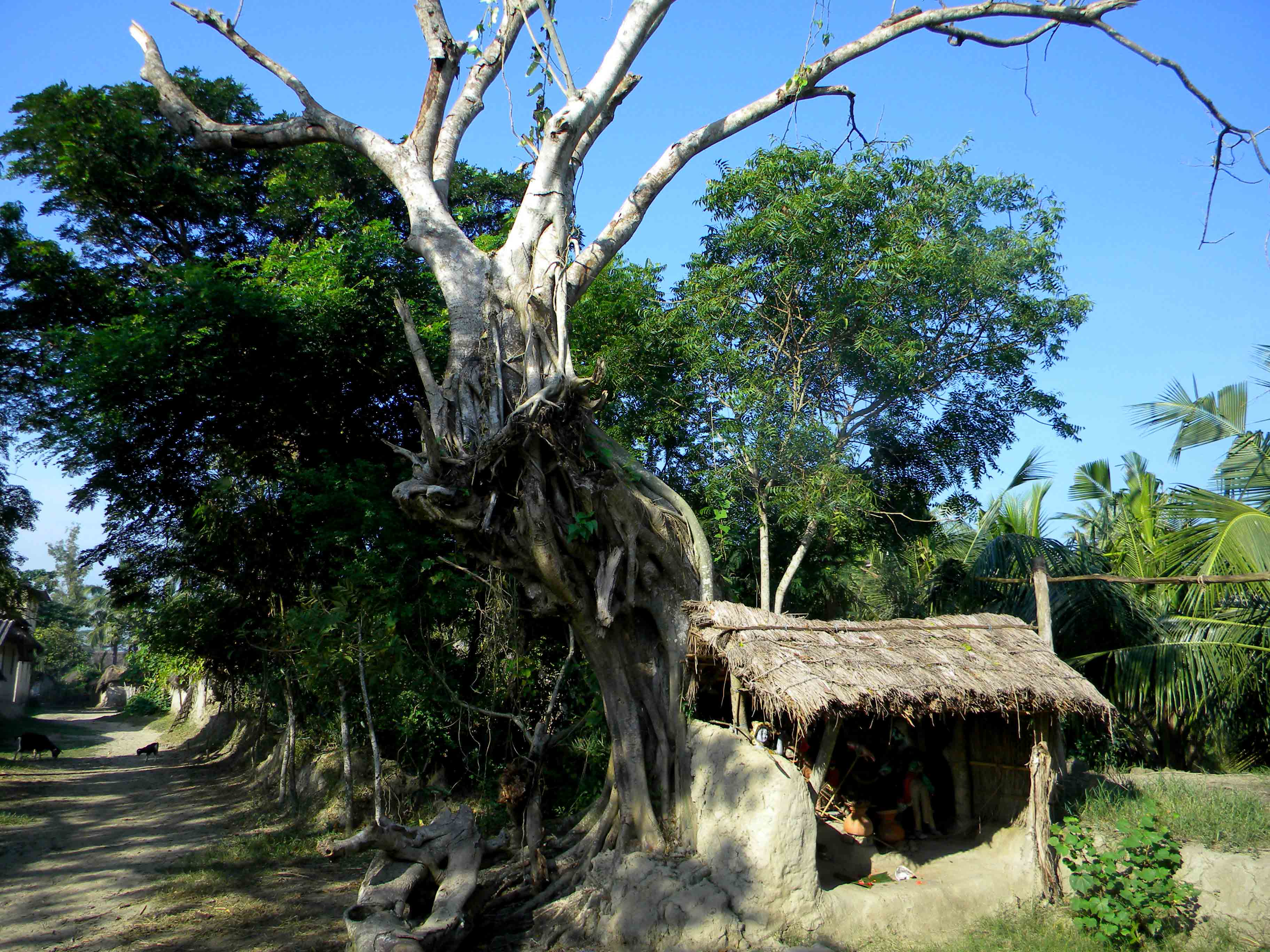 Sundarbans and Bonbibi | Sahapedia
