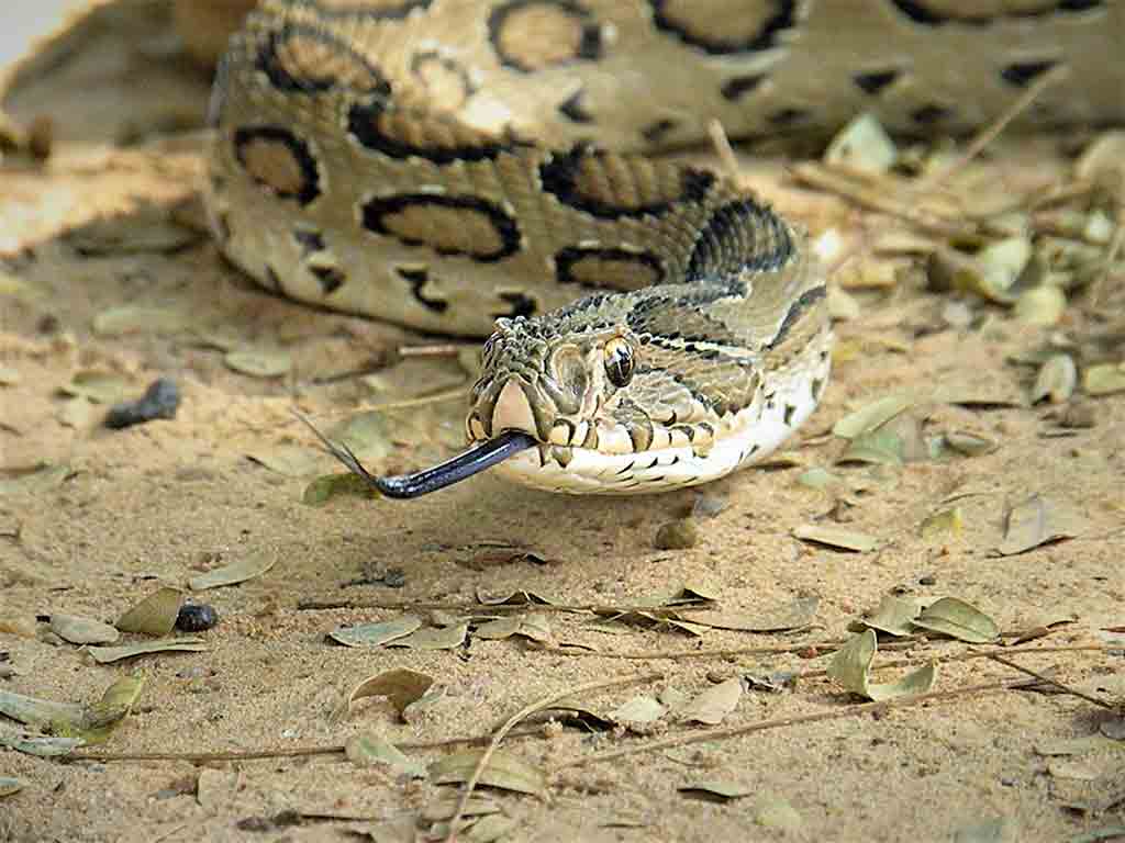 Flora and Fauna of Sundarbans | Sahapedia