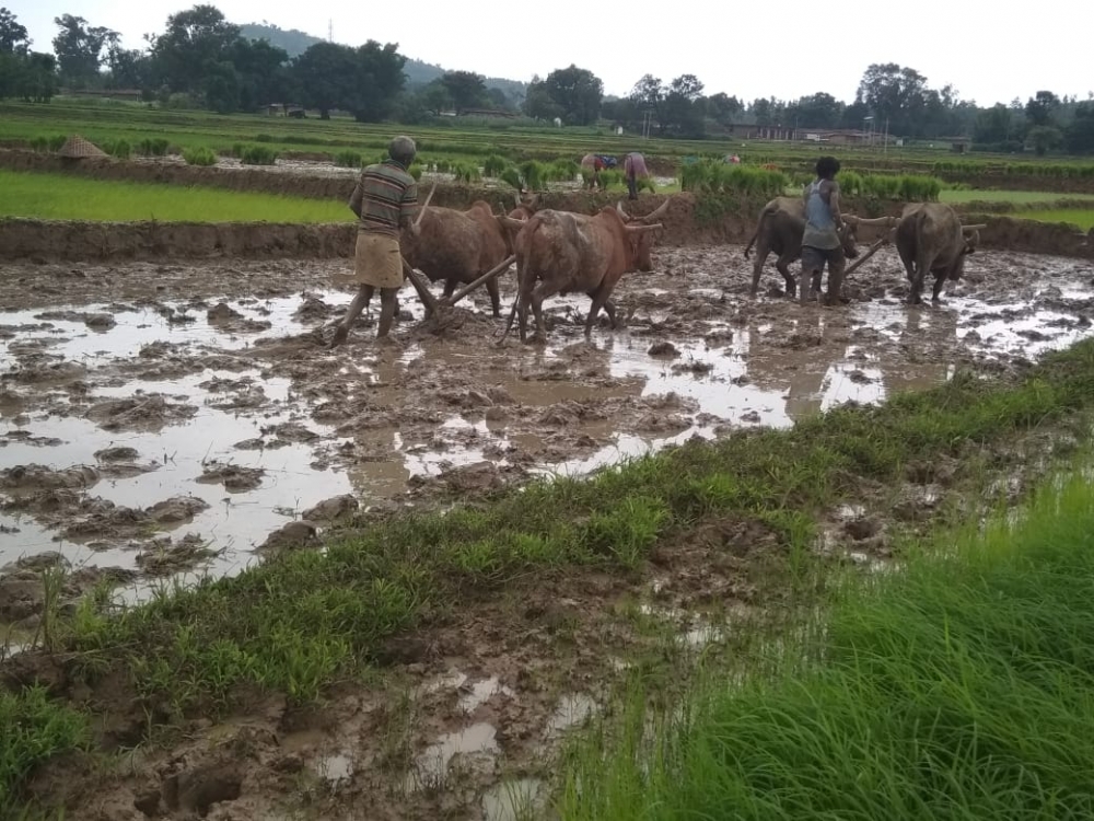 पोला/गौठान: मानव एवं पशु संबंधों की छत्तीसगढ़ी परम्परा, Pola/Gauthan ...