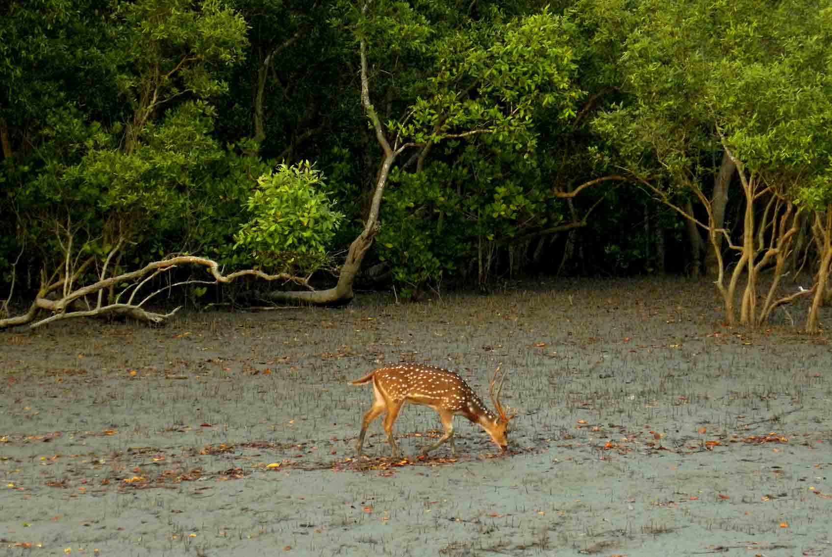 Flora and Fauna of Sundarbans | Sahapedia