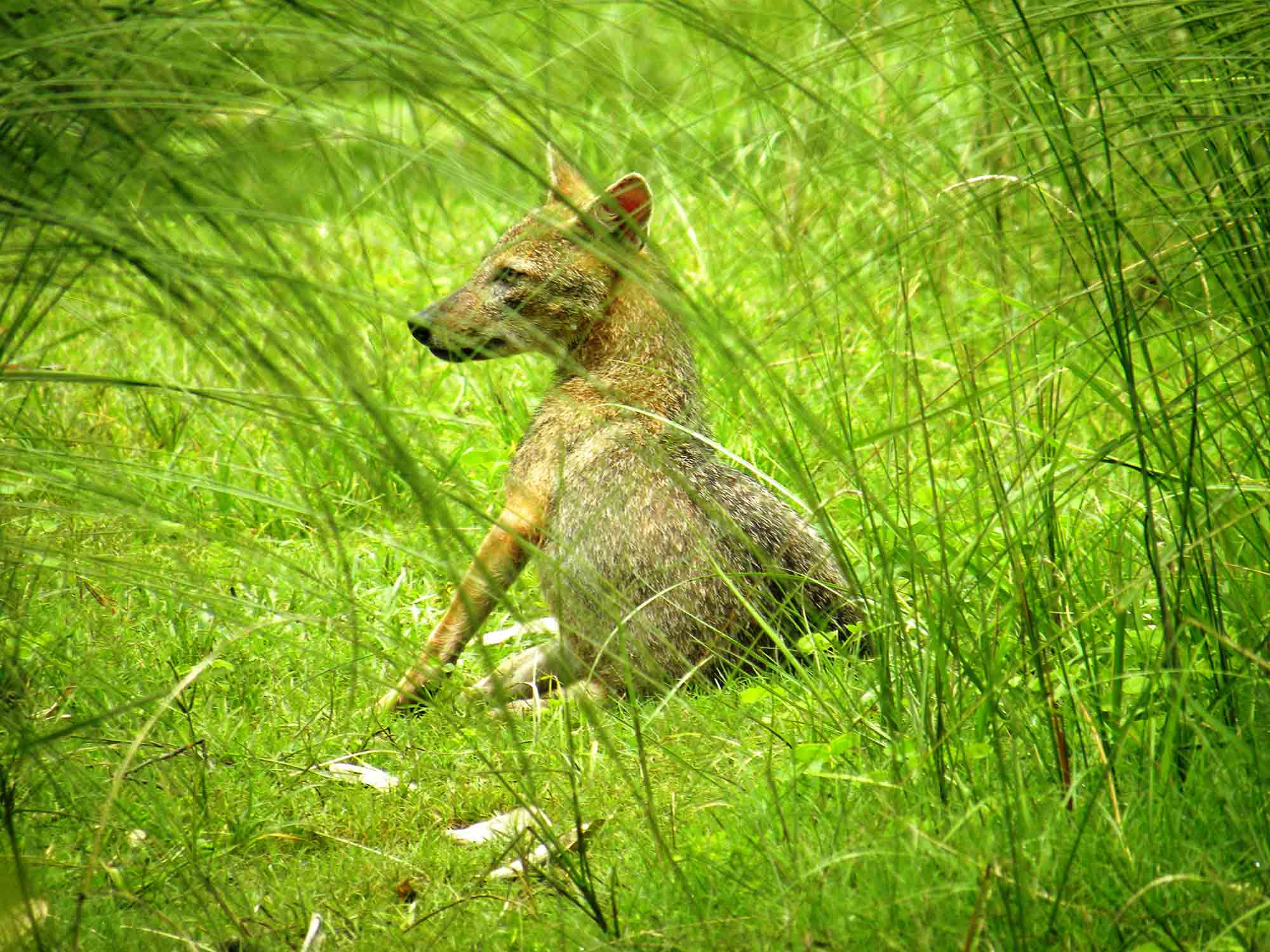 Flora and Fauna of Sundarbans | Sahapedia