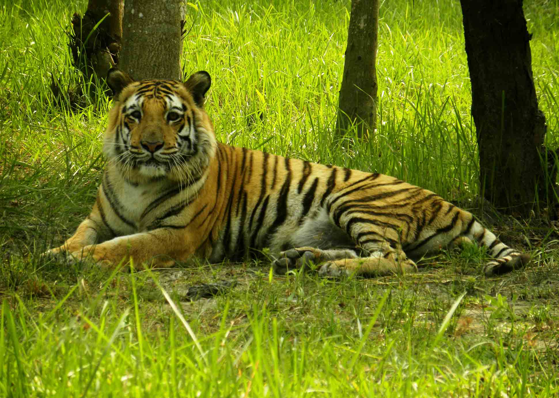 Flora and Fauna of Sundarbans | Sahapedia