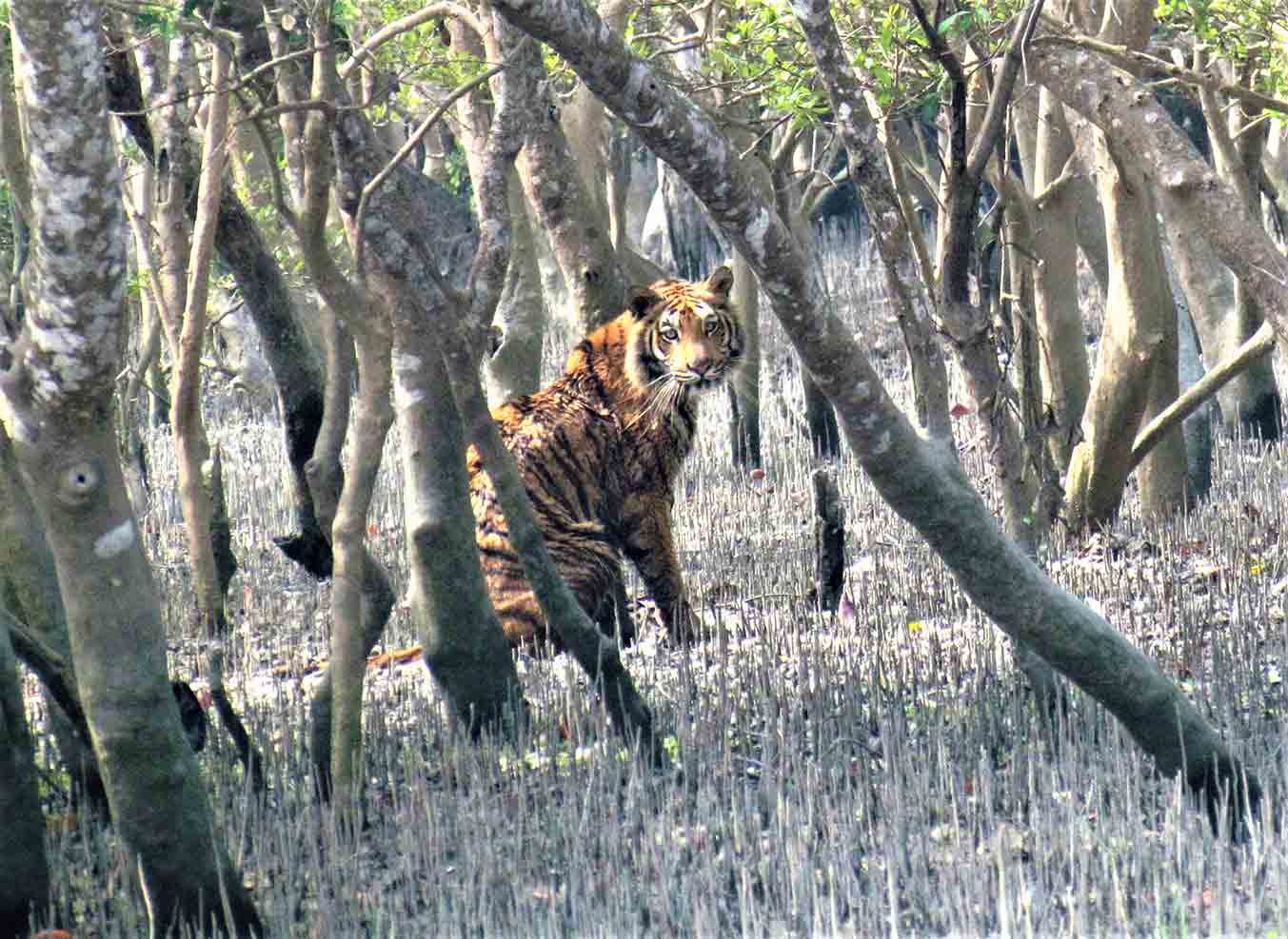 Flora and Fauna of Sundarbans | Sahapedia
