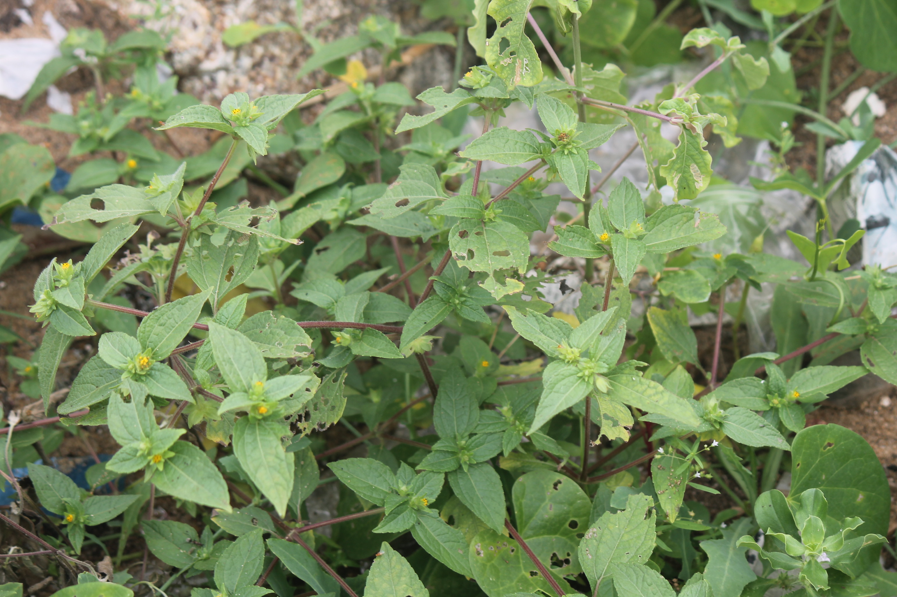 Plants of Coastal South Kerala | Sahapedia