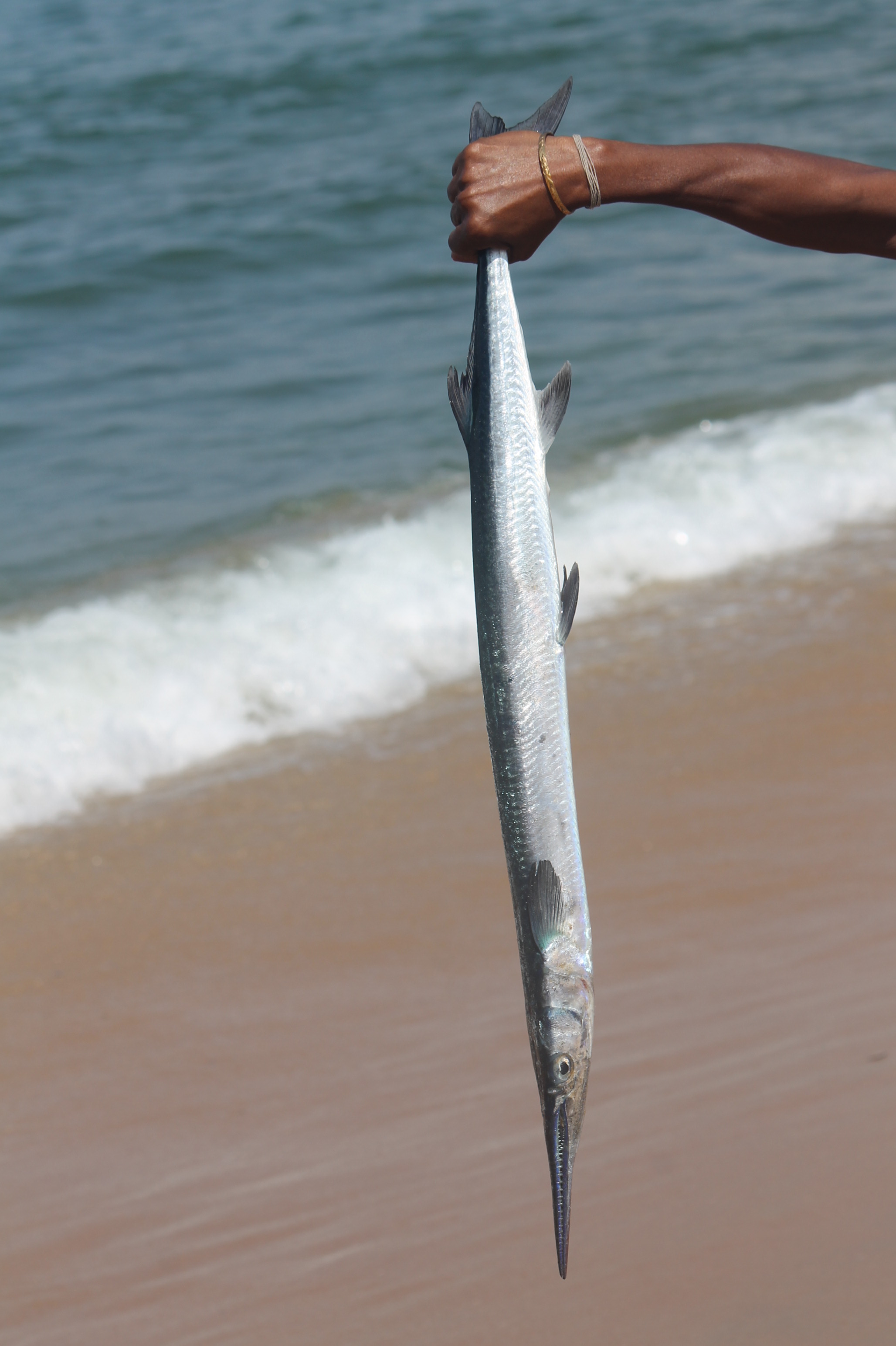 Fishes of Thiruvananthapuram Coast | Sahapedia