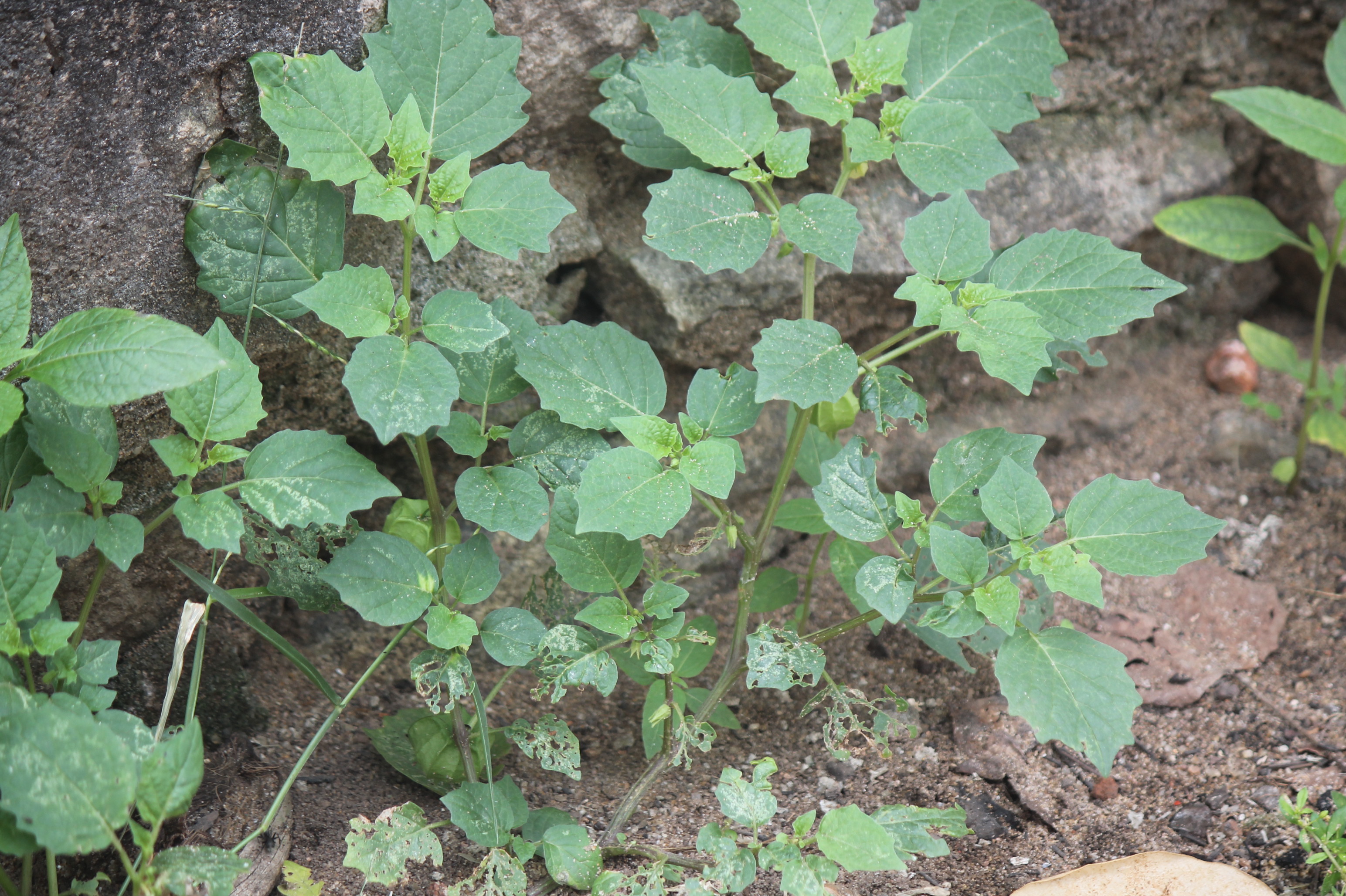 Plants of Coastal South Kerala | Sahapedia