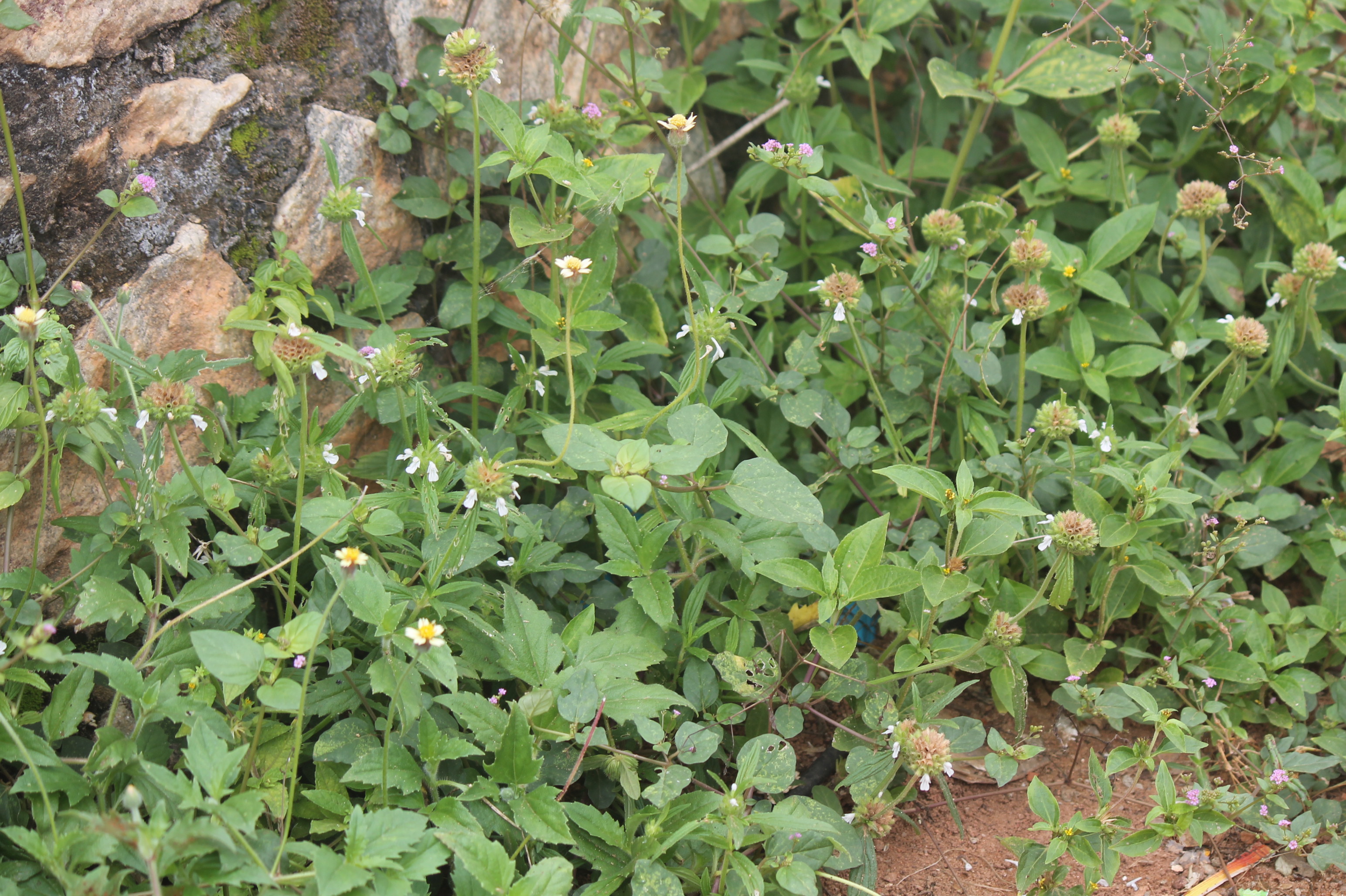 Plants of Coastal South Kerala | Sahapedia