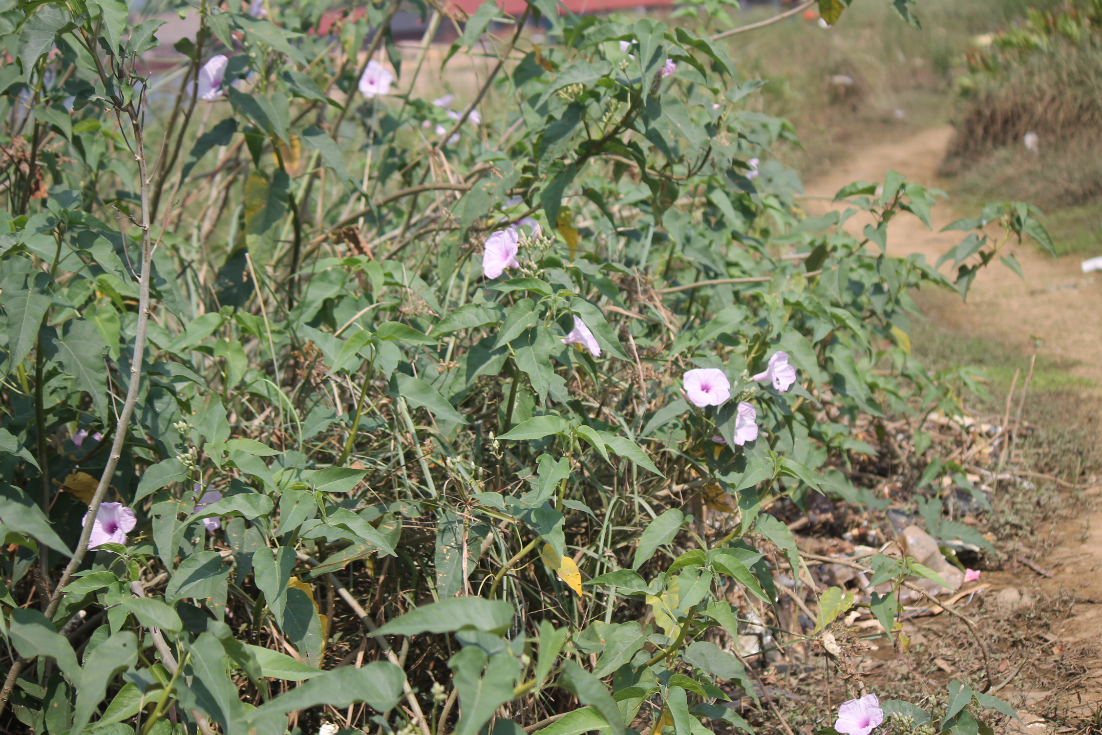 Plants of Coastal South Kerala | Sahapedia