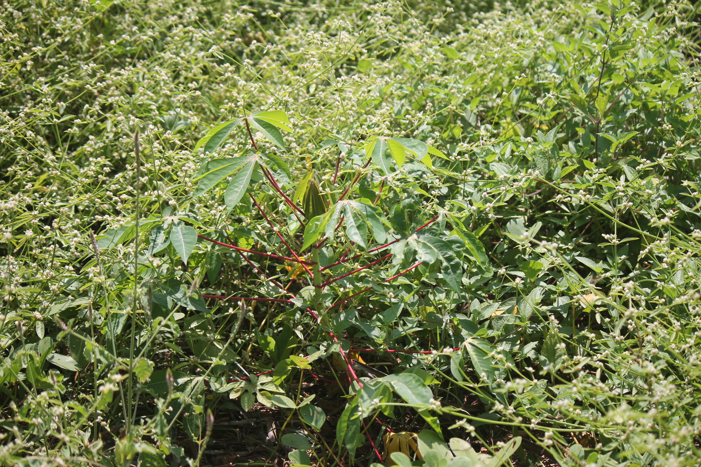 Plants of Coastal South Kerala | Sahapedia