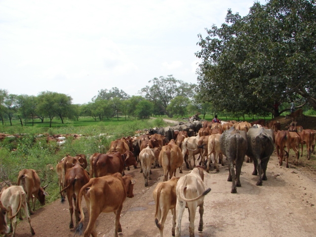 पोला/गौठान: मानव एवं पशु संबंधों की छत्तीसगढ़ी परम्परा, Pola/Gauthan ...