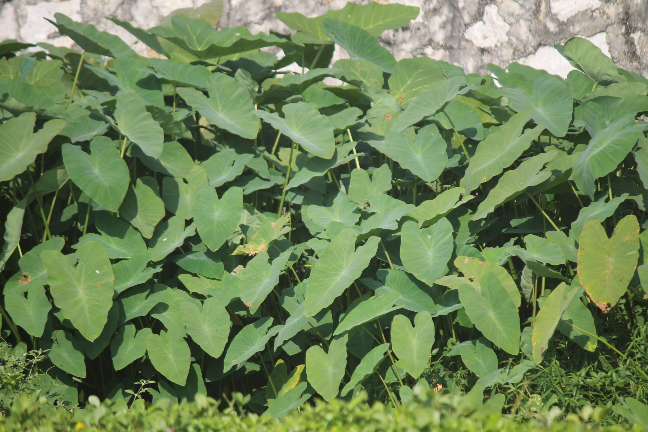 Plants of Coastal South Kerala | Sahapedia