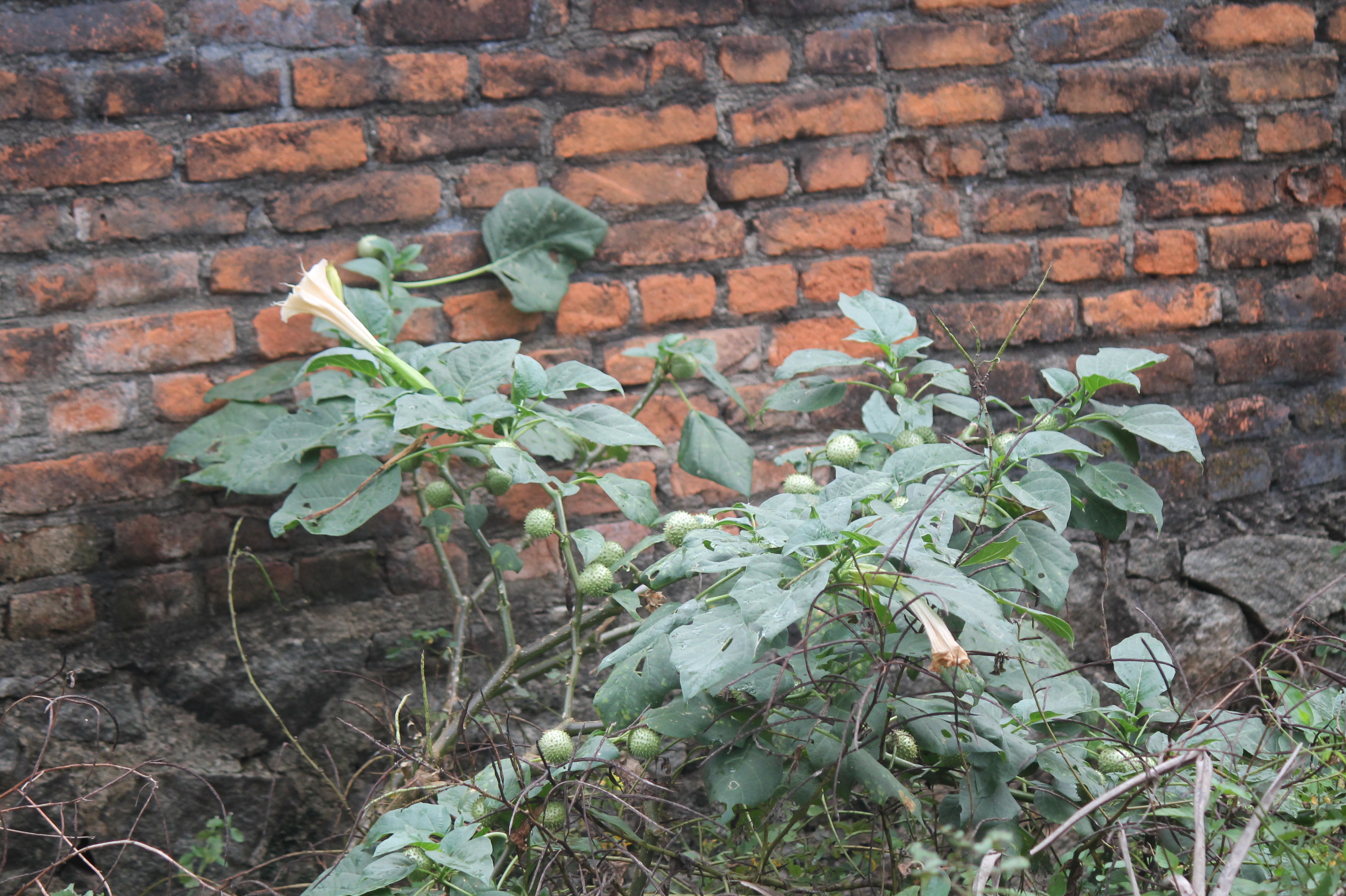 Plants of Coastal South Kerala | Sahapedia