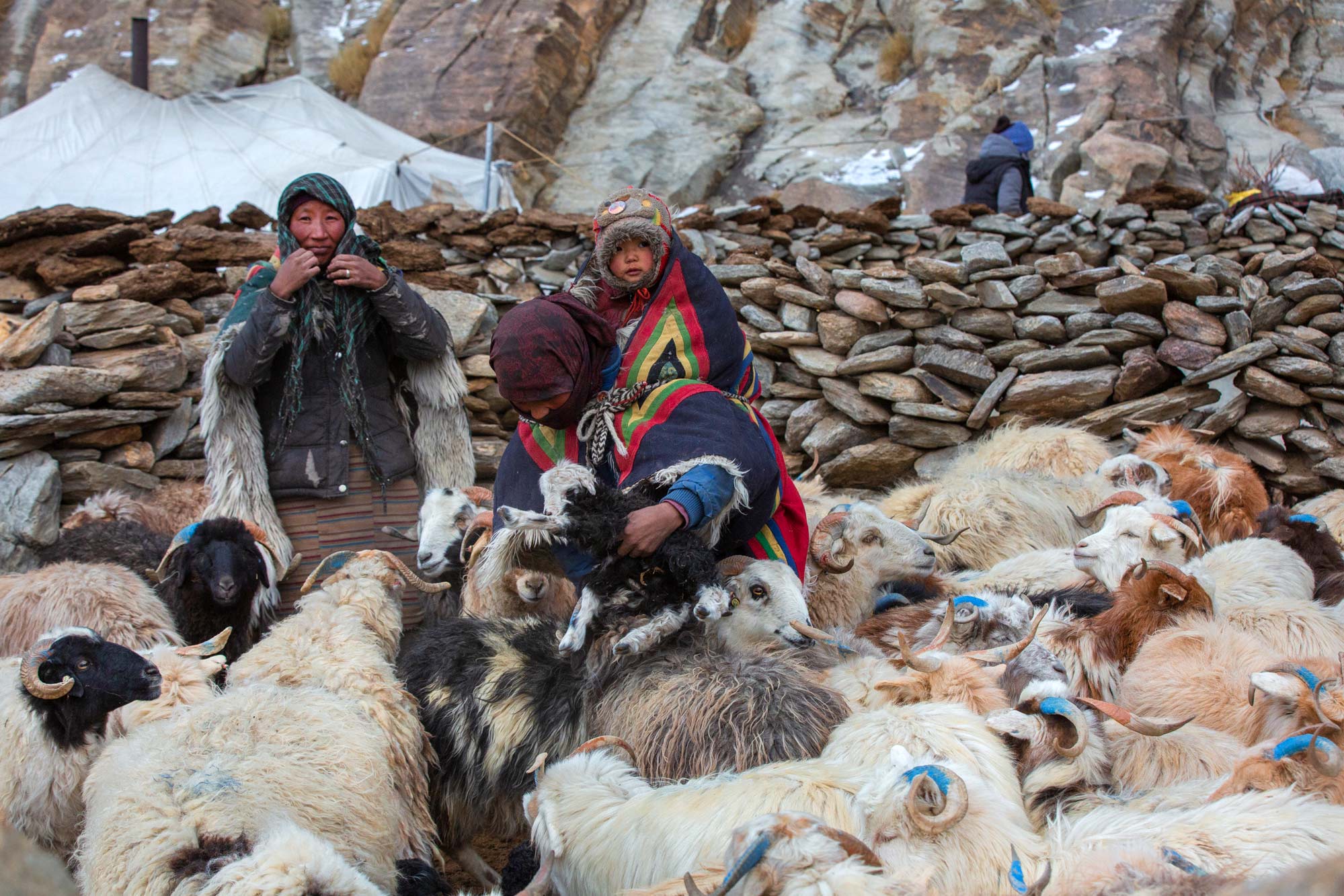 Pashmina Wool Gatherers: Changpas of Rupshu | Sahapedia