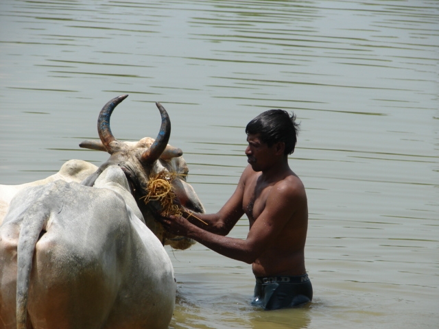 पोला/गौठान: मानव एवं पशु संबंधों की छत्तीसगढ़ी परम्परा, Pola/Gauthan ...