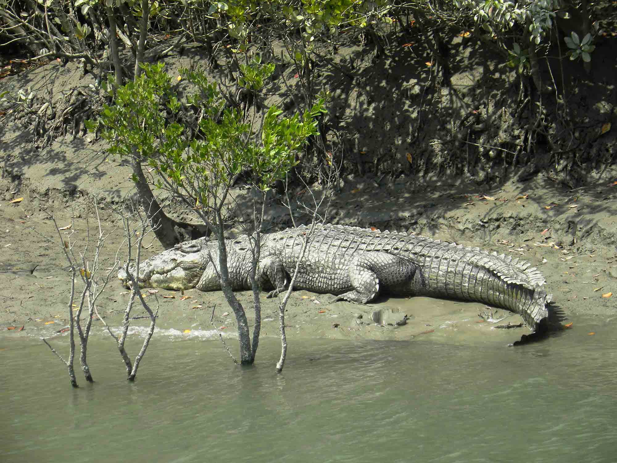 Flora and Fauna of Sundarbans | Sahapedia