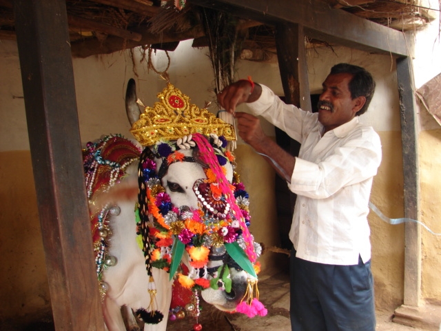 पोला/गौठान: मानव एवं पशु संबंधों की छत्तीसगढ़ी परम्परा, Pola/Gauthan ...