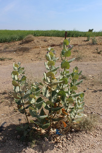 The Plants of the Thar Desert | Sahapedia