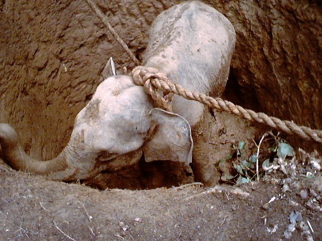Elephant Capture by the Pit Method | Sahapedia