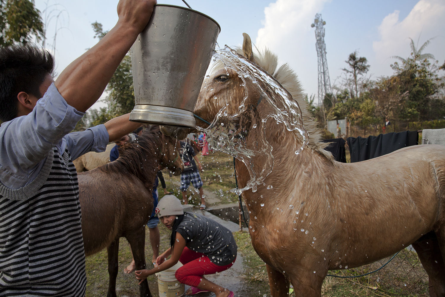 Manipuri Ponies & Origins of Polo | Sahapedia