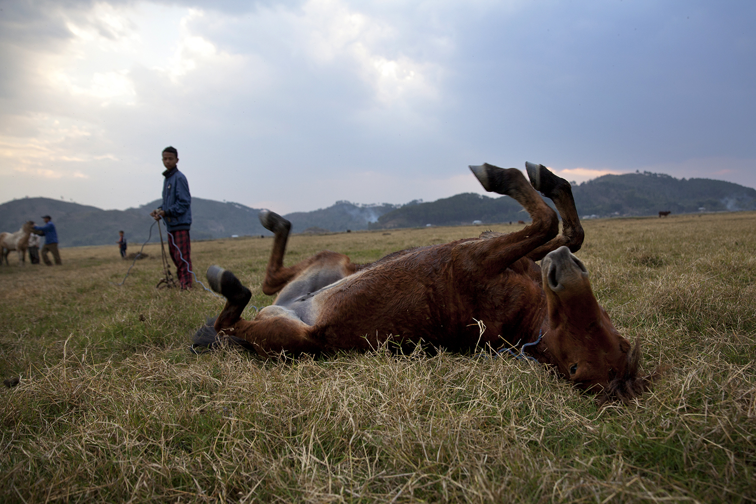 Manipuri Ponies & Origins of Polo | Sahapedia
