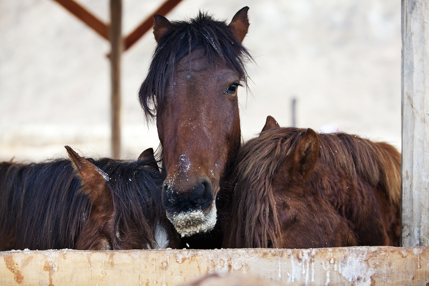 Manipuri Ponies & Origins of Polo | Sahapedia
