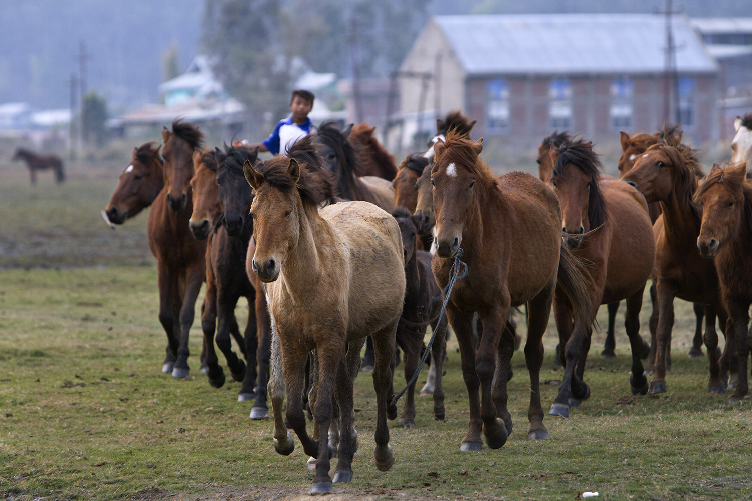 Manipuri Ponies & Origins of Polo | Sahapedia
