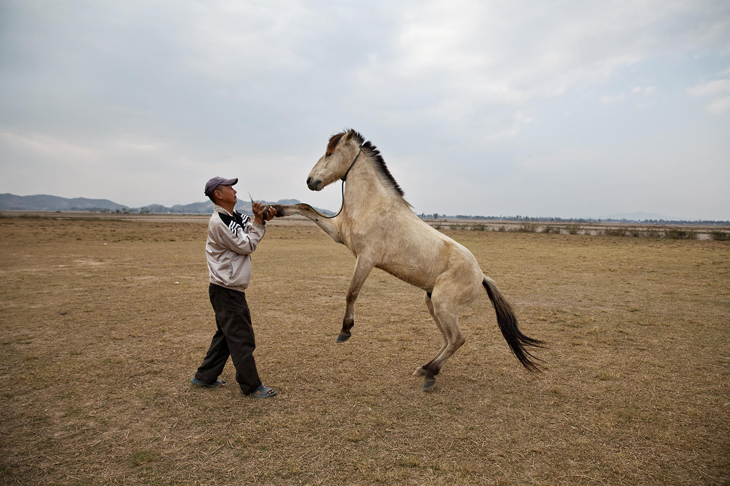 Manipuri Ponies & Origins of Polo | Sahapedia