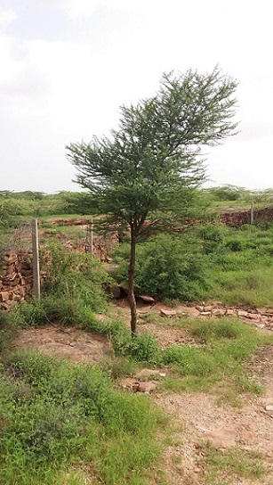 The Plants of the Thar Desert | Sahapedia