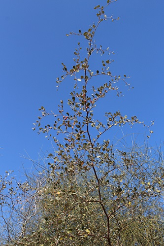 The Plants of the Thar Desert | Sahapedia