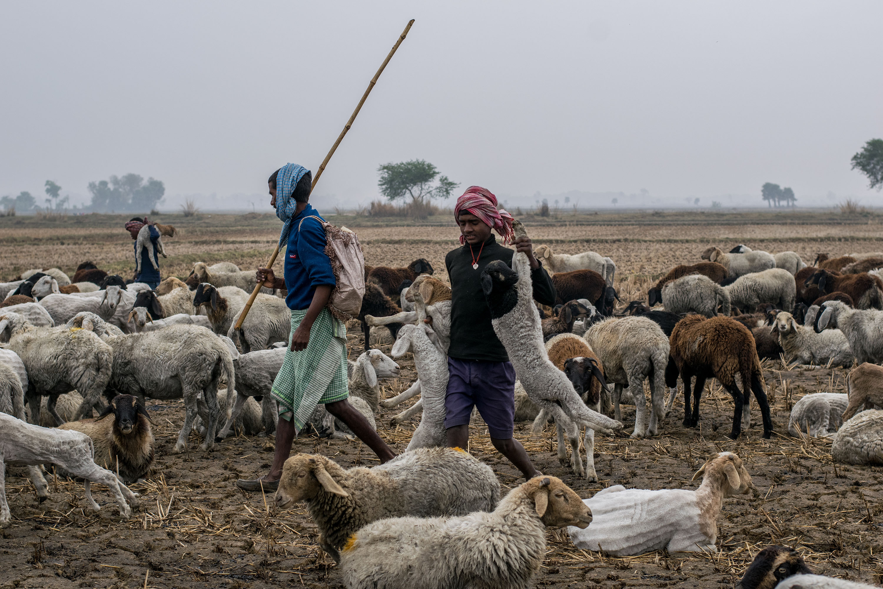 Transhumance Sheepmasters: Gadariya Pastoralists of the Rarh | Sahapedia