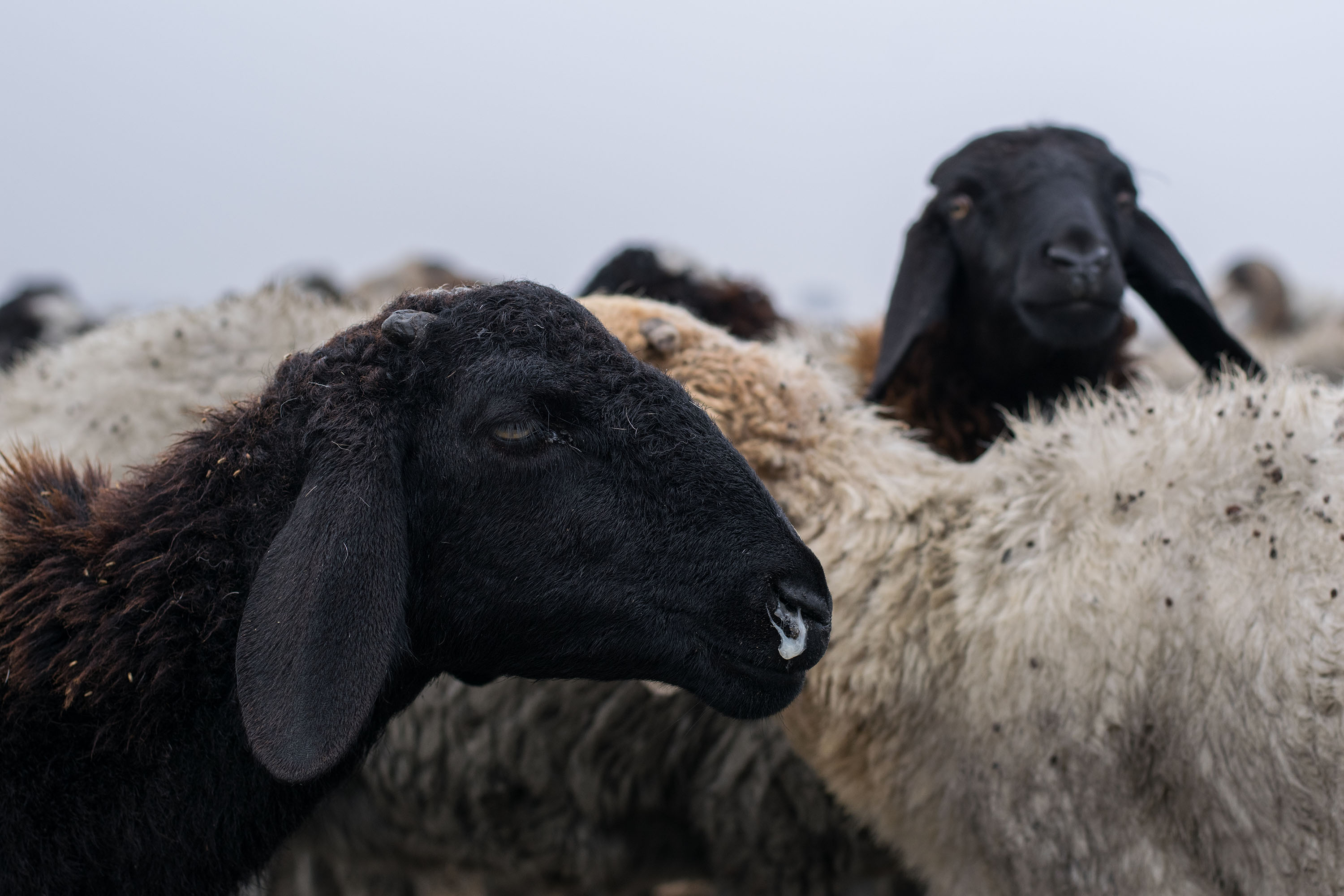 Transhumance Sheepmasters: Gadariya Pastoralists of the Rarh | Sahapedia
