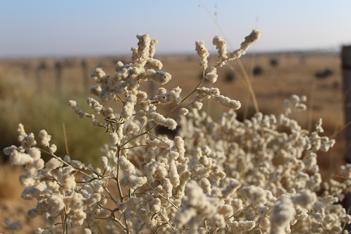 The Plants of the Thar Desert | Sahapedia