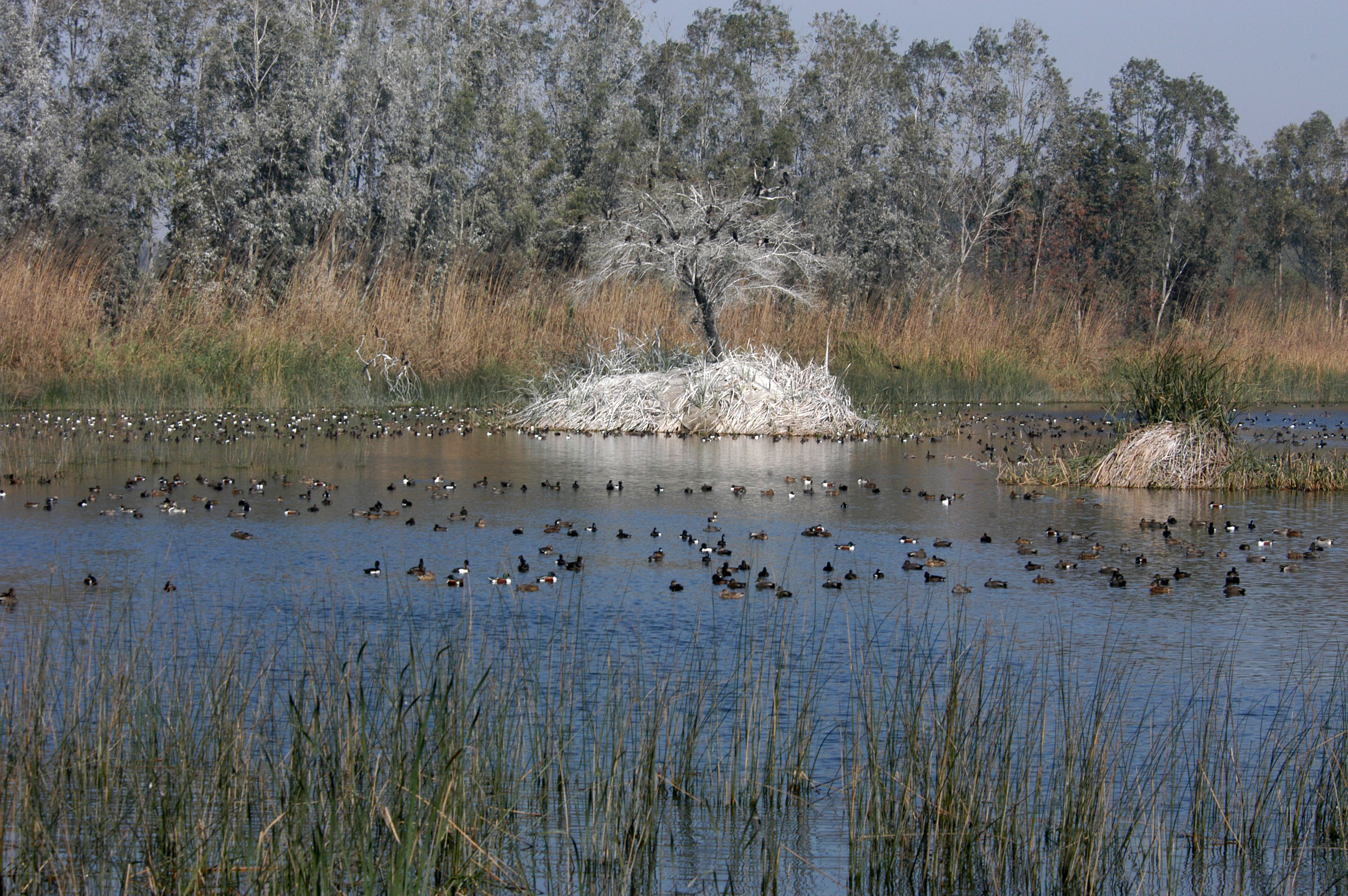Exploring the Diverse Plant Species in Yamuna Biodiversity Park