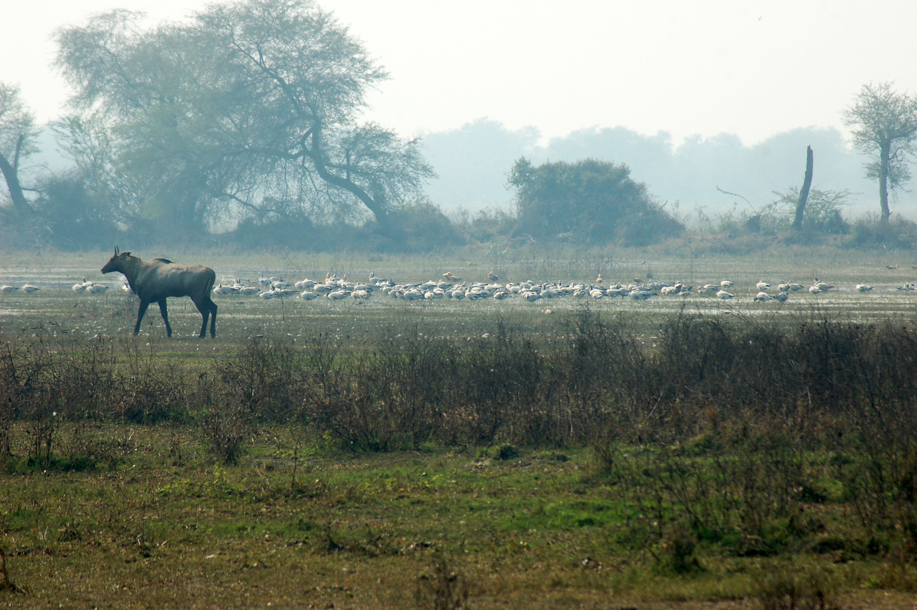Keoladeo National Park | Sahapedia