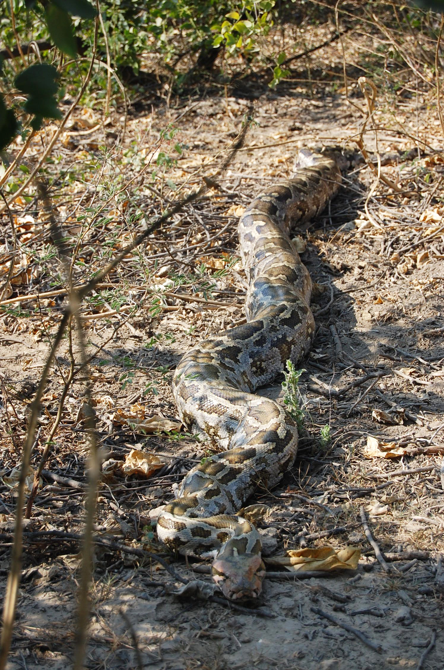 Keoladeo National Park | Sahapedia