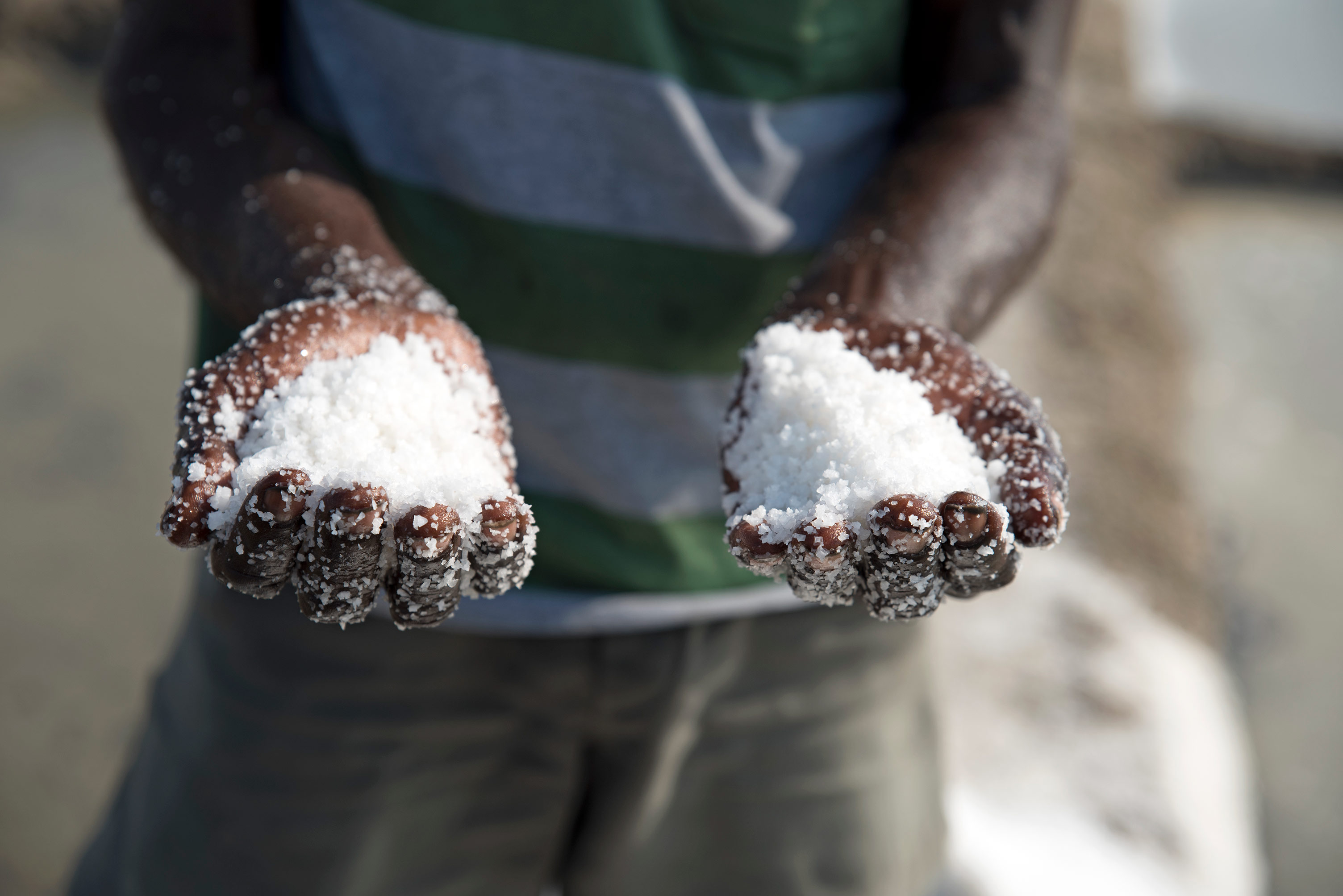 In Search of White Gold: Salt Harvesting at Marakkanam | Sahapedia