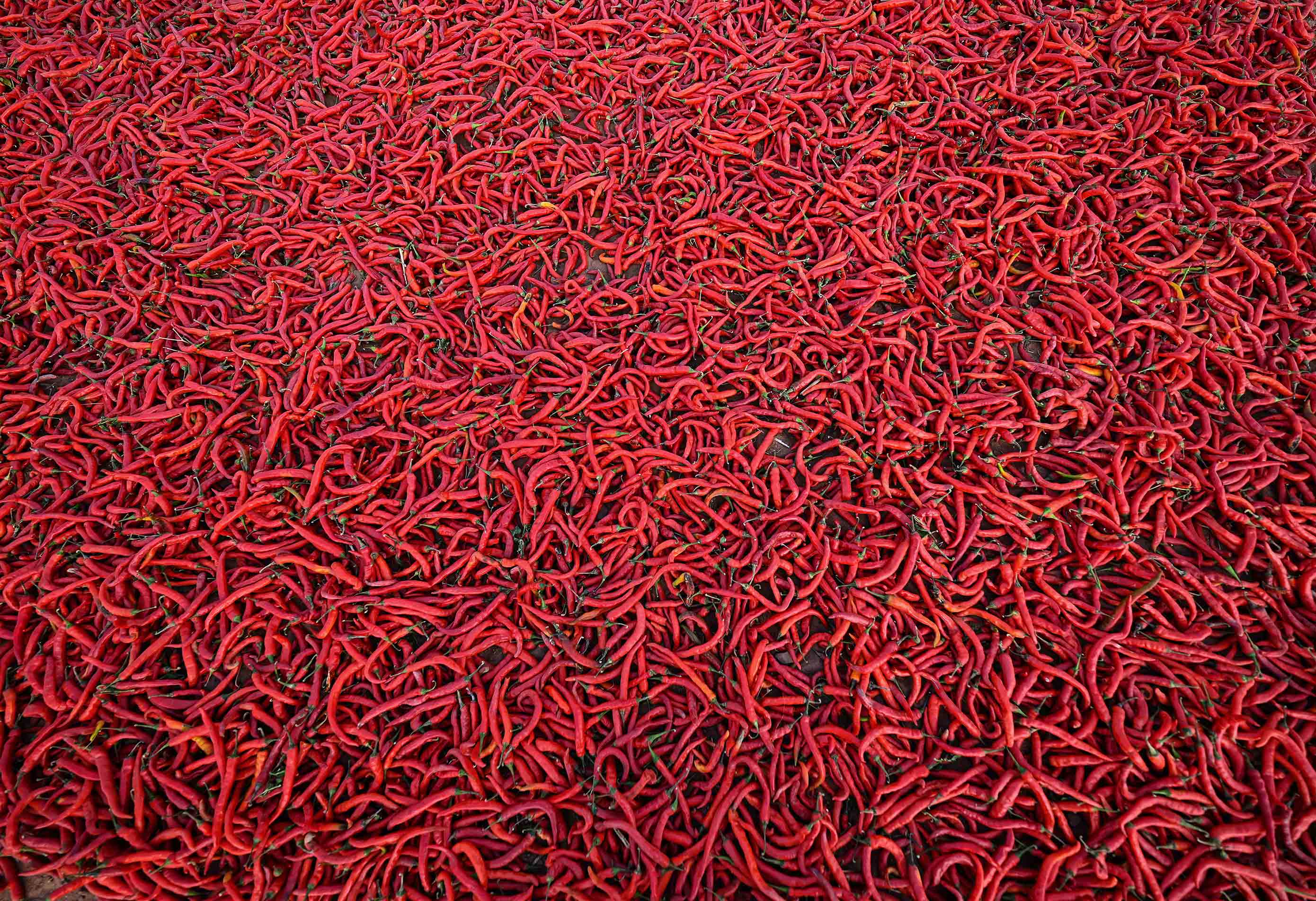 Red Hot Chilli Peppers: Mathania Lal Mirch | Sahapedia