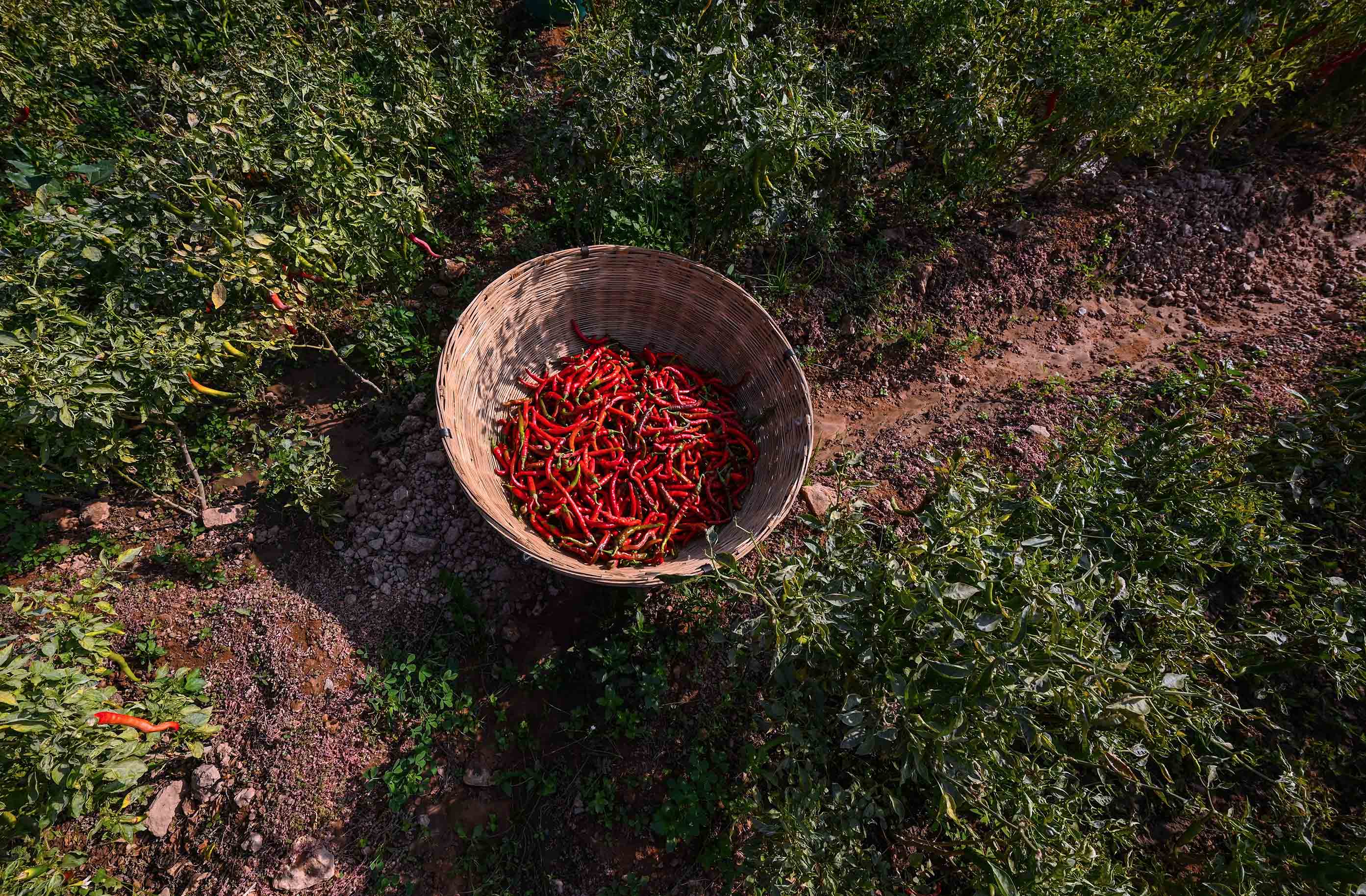 Red Hot Chilli Peppers: Mathania Lal Mirch | Sahapedia