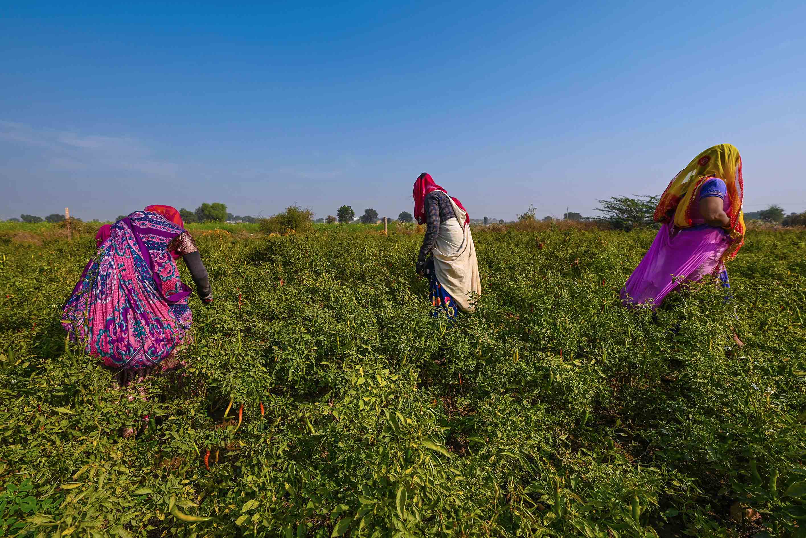 Red Hot Chilli Peppers: Mathania Lal Mirch | Sahapedia