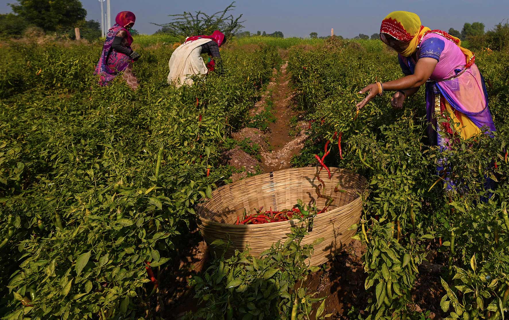 Red Hot Chilli Peppers: Mathania Lal Mirch | Sahapedia