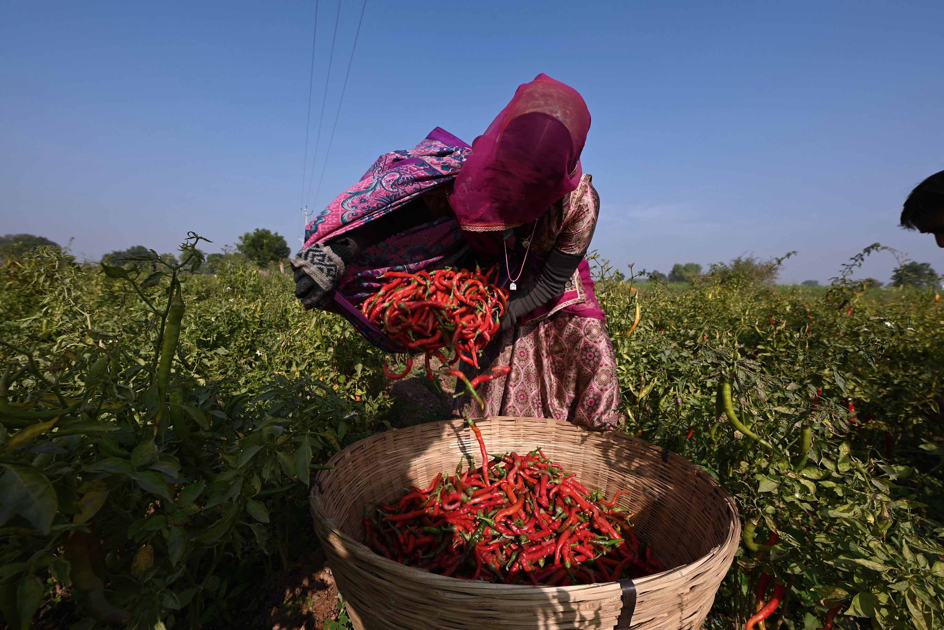 Red Hot Chilli Peppers: Mathania Lal Mirch | Sahapedia