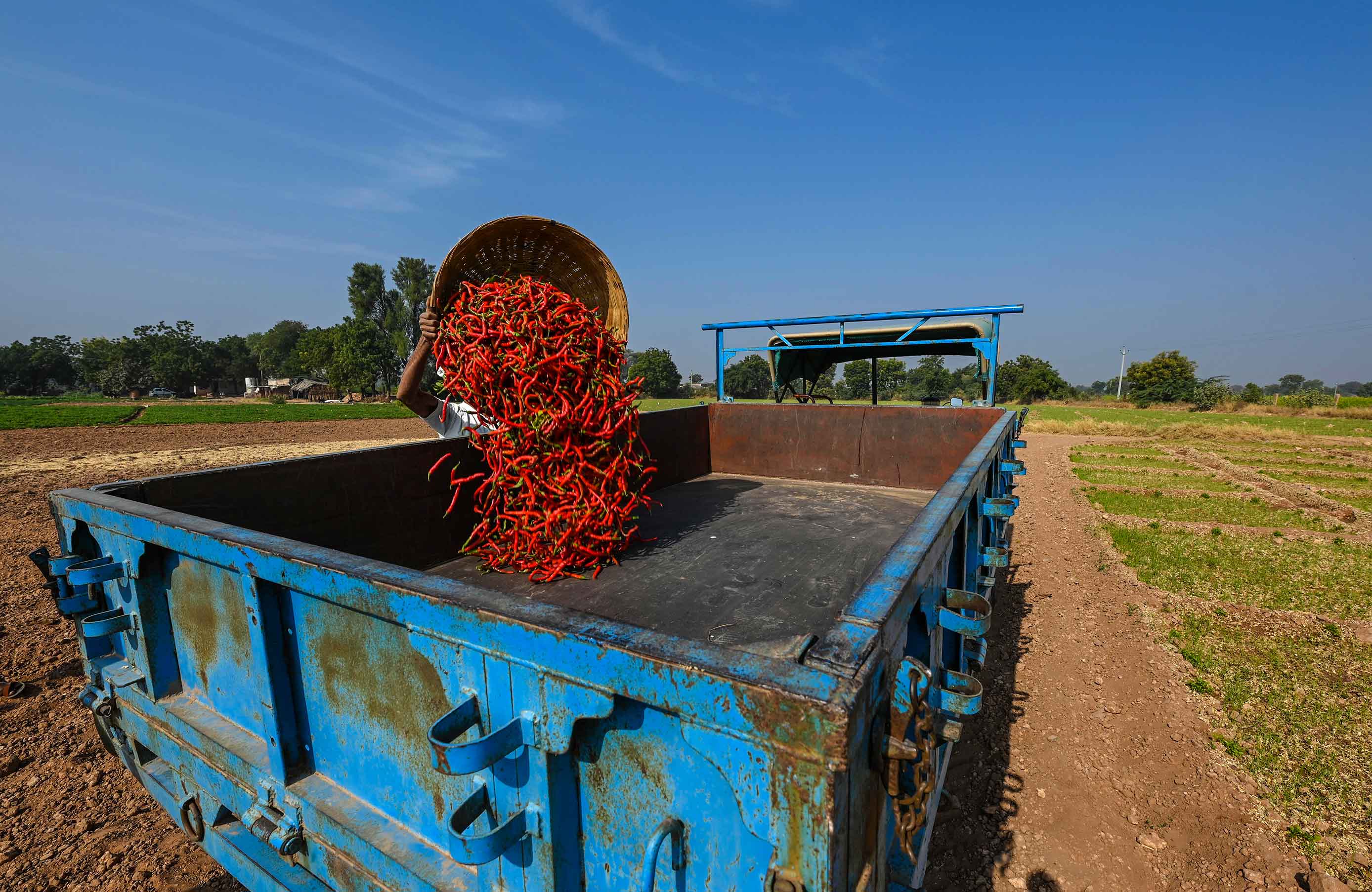 Red Hot Chilli Peppers: Mathania Lal Mirch | Sahapedia