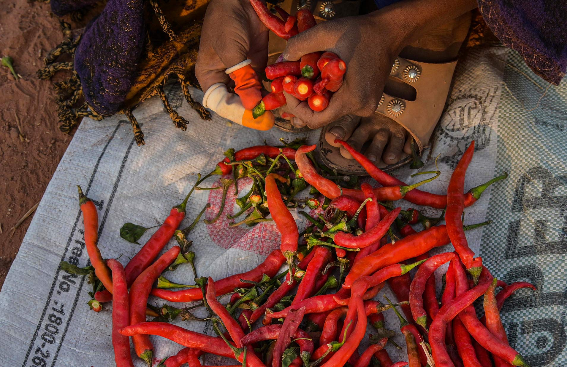 Red Hot Chilli Peppers: Mathania Lal Mirch | Sahapedia