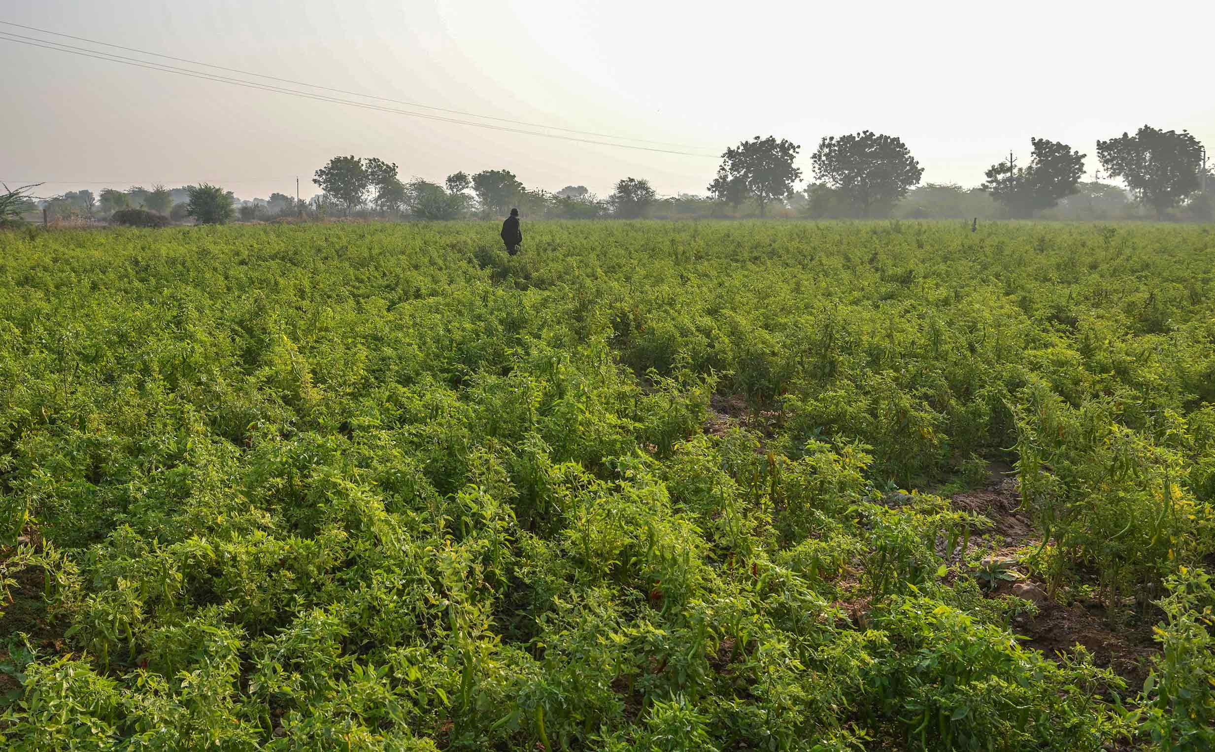 Red Hot Chilli Peppers: Mathania Lal Mirch | Sahapedia