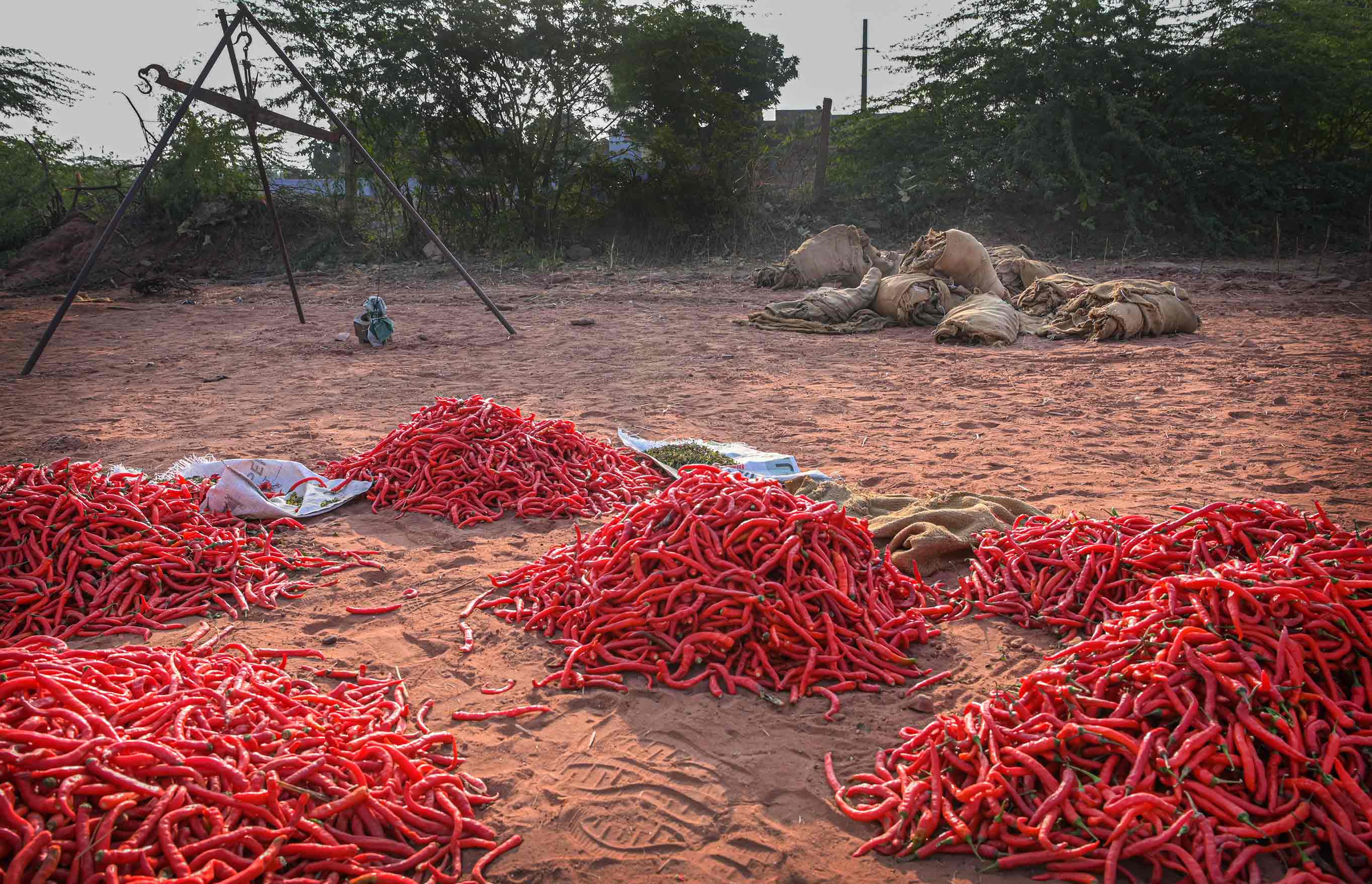 Red Hot Chilli Peppers: Mathania Lal Mirch | Sahapedia